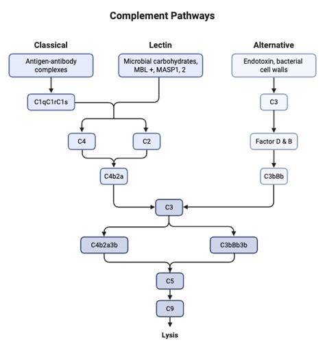 Lectin Pathway Definition Components Step Functions Regulation