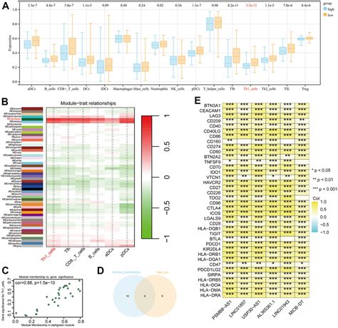 Prognostic Role Of Long Non Coding Rna Usp30 As1 In Ovarian Cancer Insights Into Immune Cell