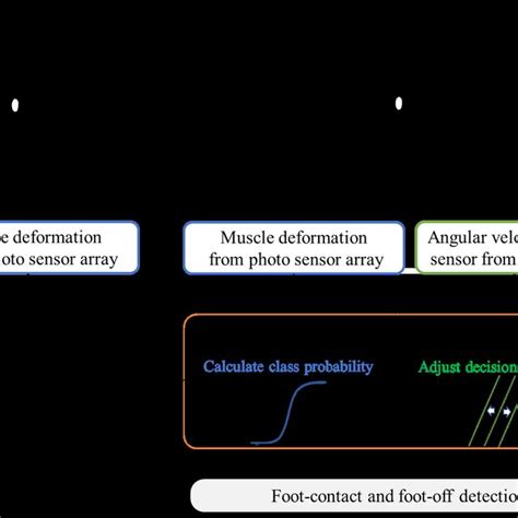 Overview Of The Proposed System For Detecting Gait Phase With Muscle