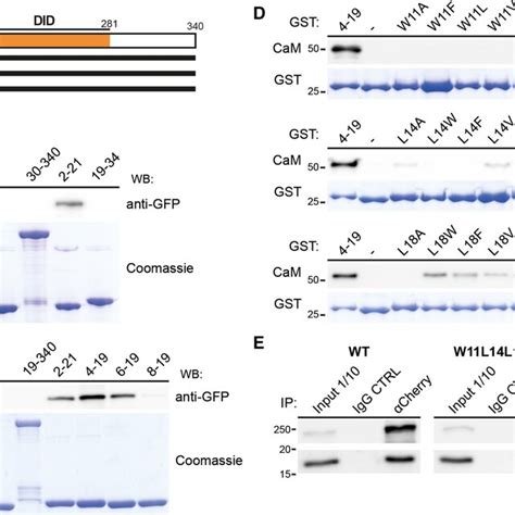 Cam Binds The N Terminal α Helix Of Inf2 A Schematic Of The Inf2 Download Scientific Diagram