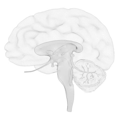 Human Brain Cross Section Anatomy 3d Model