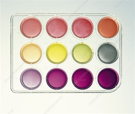 Universal PH Indicator Stock Image A500 0806 Science Photo Library