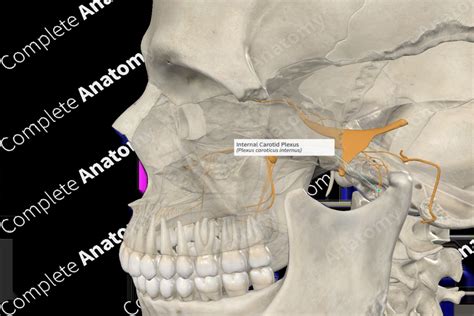 Internal Carotid Plexus Complete Anatomy