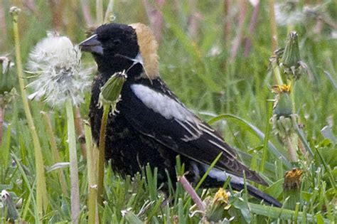 The Bobolink Dolichonyx Oryzivorus General Biology The Bobolink Dolichonyx Oryzivorus General Biology