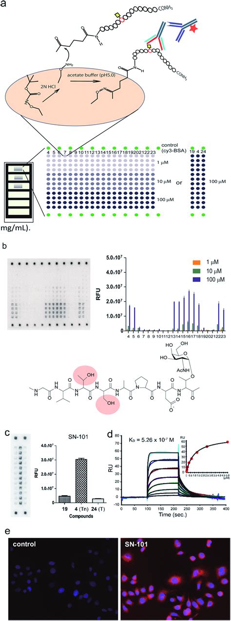 Interaction Of Sn 101 With Synthetic Muc1 Glycopeptides And Membrane Download Scientific
