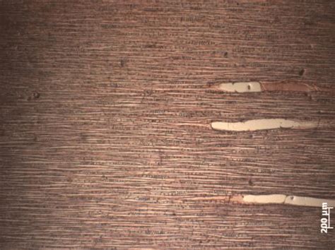 Anthocephalus Macrophyllus Havil Jabon Cross Sections Of The Trunk Download Scientific