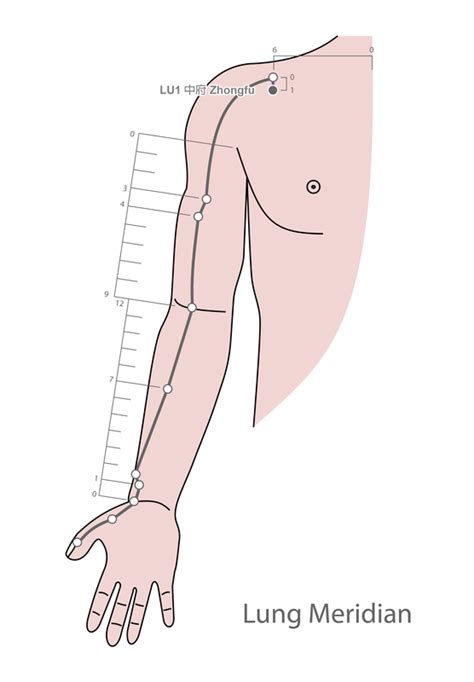 Lung 1 Acupuncture Point Location At Pearline Beard Blog