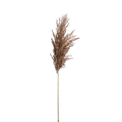 天然芦苇干花花束真花北欧新中式插花花艺家居装饰花客餐厅摆设花