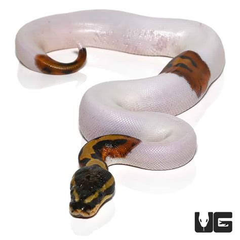 Baby Bumblebee Fire Scaleless Head Ball Python For Sale Underground Reptiles