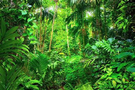 Caracteristicas Del Bosque Tropical Flora Y Fauna Rela Images And Photos Finder