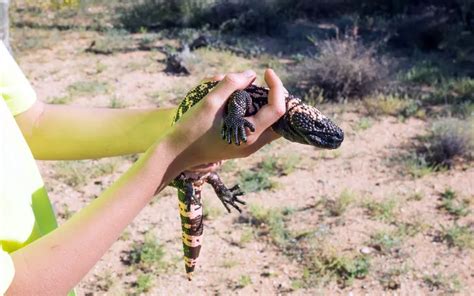 Surviving On The Edge What Does A Gila Monster Eat Reptile Jam