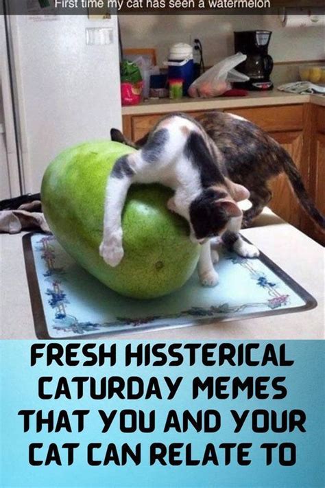 Fresh Hissterical Caturday Memes That You And Your Cat Can Relate To