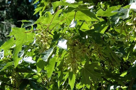 단풍나무 종류와 특징에 대해 공부해보자 네이버 블로그