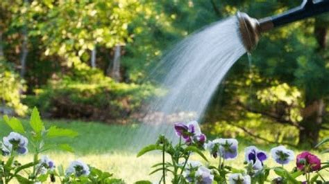 Cara Merawat Tanaman Dengan Baik Dan Benar Majalahproperti Com