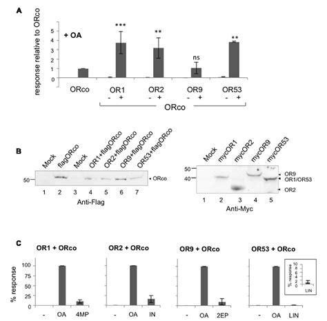 Table 1 From Positive Allosteric Modulation Of Insect Olfactory