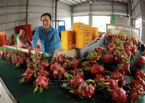 越南与中国贸易合作迎来更多机会 Vietnam Vietnamplus