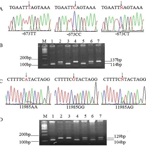 Sequencing And Pcr Rflp Analysis Of Xpf Polymorphisms Figure A And C Download Scientific