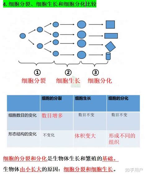 细胞分裂和细胞分化有什么区别？ 知乎