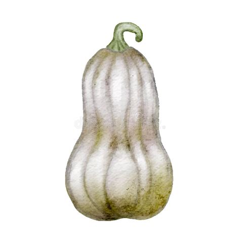 Pumpkin Vector Watercolor Paint Illustration Stock Vector