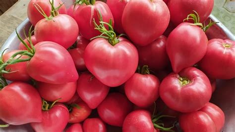 „ვერ გავიგე ასეთი რა დააშავა პამიდორმა “ რას წერს ინფექციონისტი მაია ბუწაშვილი