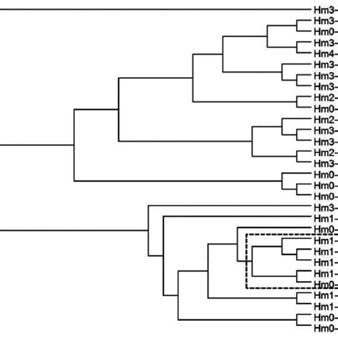 Dendrogram Analysis Of The Rapd Results The Rapd Gel Images Using