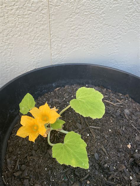 Why Is This Tiny Squash Plant Already Flowering It Has 4 Small Leaves But Already Multiple