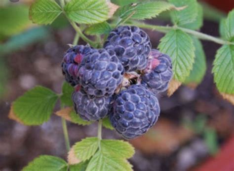 Real Blue Raspberry