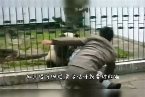 熊猫突然发飙隔着栅栏撕咬男子镜头记录惊险一幕 栅栏 男子 镜头