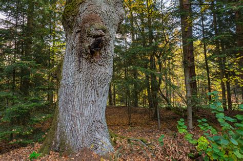 거대한 참나무는 가을 숲의 잎이 무성한 땅의 침엽수 사이에 서 있습니다 0명에 대한 스톡 사진 및 기타 이미지 0명 가을 경관 Istock