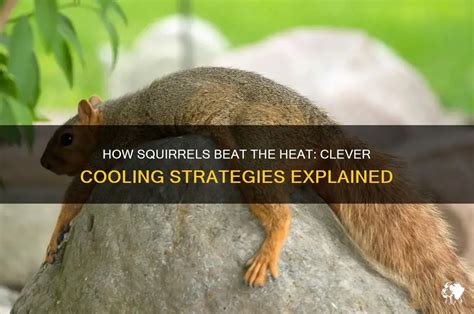 How Squirrels Beat The Heat Clever Cooling Strategies Explained Petshun
