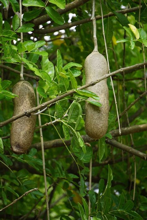 Kigelia Africana Sausage Tree Kigeli Keia Cucumber Tree Kunto Bimo Pohon Sosis Fruit Stock