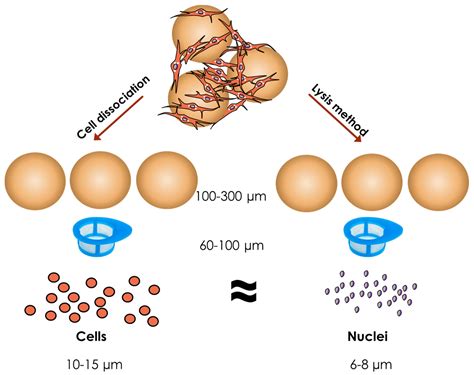 Bioengineering Free Full Text Bioprocessing Of Human Mesenchymal Stem Cells From Planar