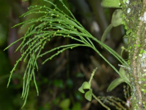 How To Grow Psilotum Nudum Earthone