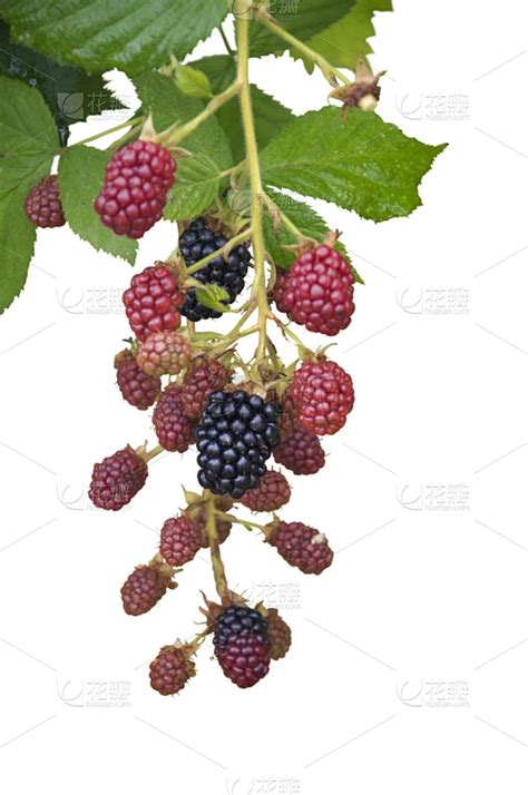黑刺莓 未成熟的 熟的 分离着色 垂直画幅 形状 生食 夏天 户外 生物学素材 花瓣网