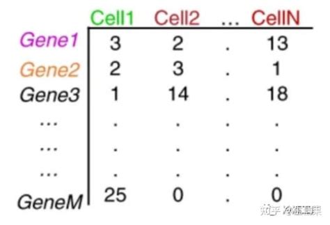 单细胞测序流程（三）：单细胞计数矩阵的生成 知乎