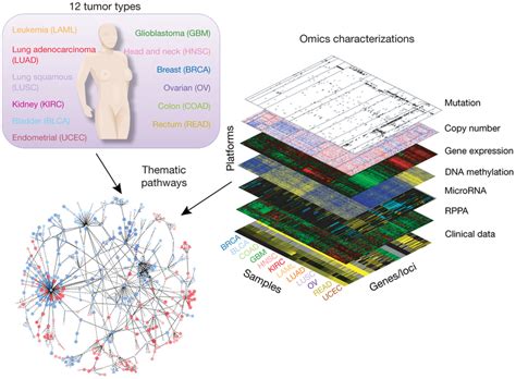 Integrated Data Set For Comparing And Contrasting Multiple Tumor