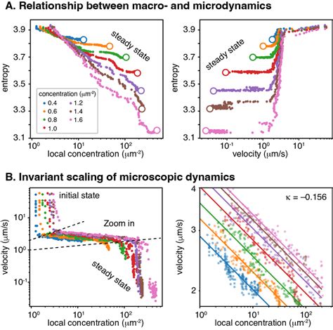 phase transitions and scaling during microtubule pattern formation a