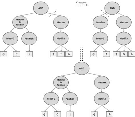 Crossover The Subtrees At The Crossover Points Are Swapped To Obtain A