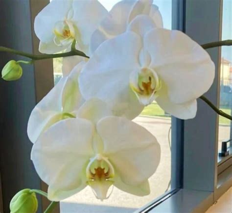 All Season Orchid Care 101 The Ultimate Year Round Guide