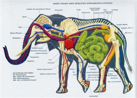 Anatomy Of The Elephants Upalich Elephant Anatomy Elephant