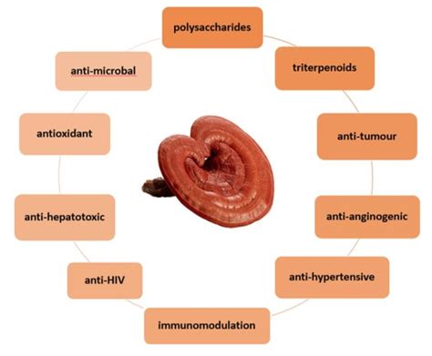 Ganoderma Lucidum Also Known As Reishi The Mushroom Traditionally