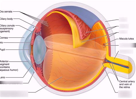 Scleral Venous Sinus