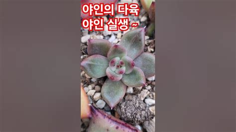 행복 가득한 월요일 되세요 ~ 임영웅 파종이 실생 다육 다유기 다육이 다육식물 반려식물 다육판매 다육이판매 다육이키우기 다육인스타그램 매혹이 청주