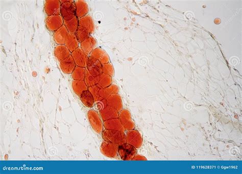 Microscope View Of Adipose Tissue Stock Image Image Of Fitness