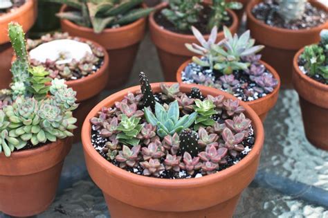 Propagating Succulents 101 Propagating Succulents Succulents Plant Tags