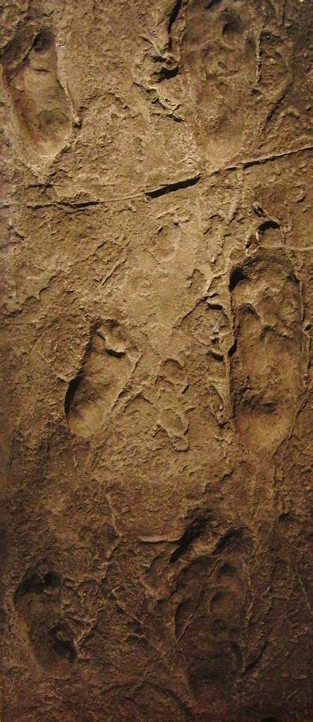 Laetoli Footprints Discovered In Tanzania By Mary Leakey And Her Team