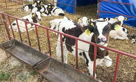 На новорожденных телят крепили бирки павшего скота Зачем Случай в Барановичском районе