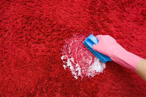 브러쉬 및 특수 거품 붉은 얽히고 설킨 카펫에서 얼룩을 제거 보호 장갑에 건조 청소기의 직원의 손 일반 또는 일반 정리 상업용 청소 회사입니다 근접 촬영 평면도 문질러