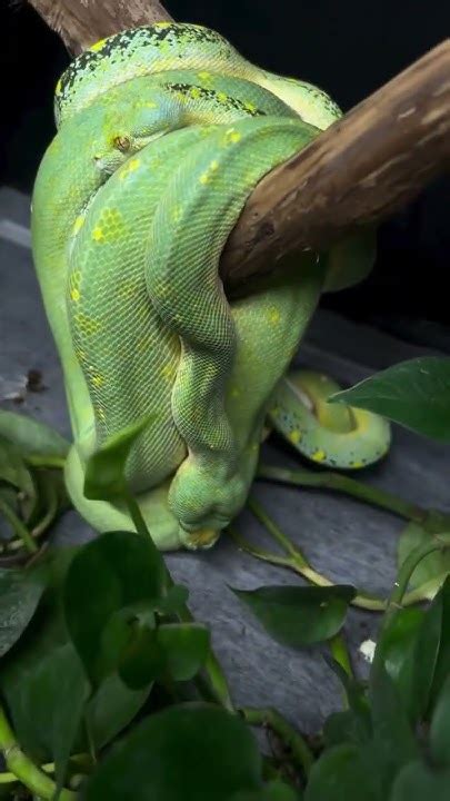 Tree Python Viralvideo Viralreels Viralshort Viralshorts