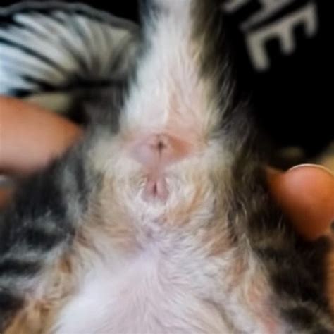 How To Sex Kittens Explanations Michael Broad